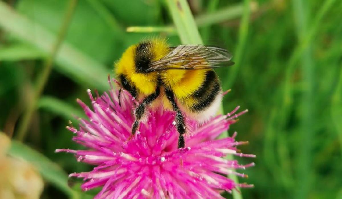 Louth County Council improves bird and insect habitats across Dundalk ...