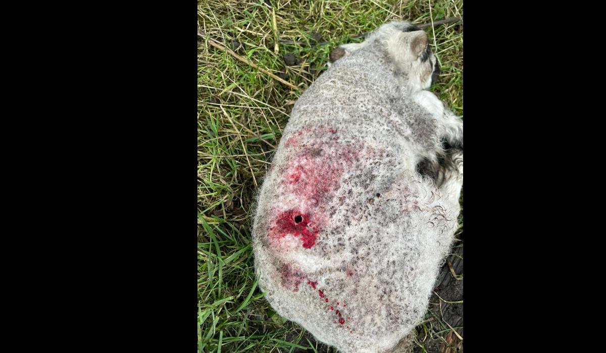 Marauding dogs continue to wreak havoc for Longford farmers despite ...