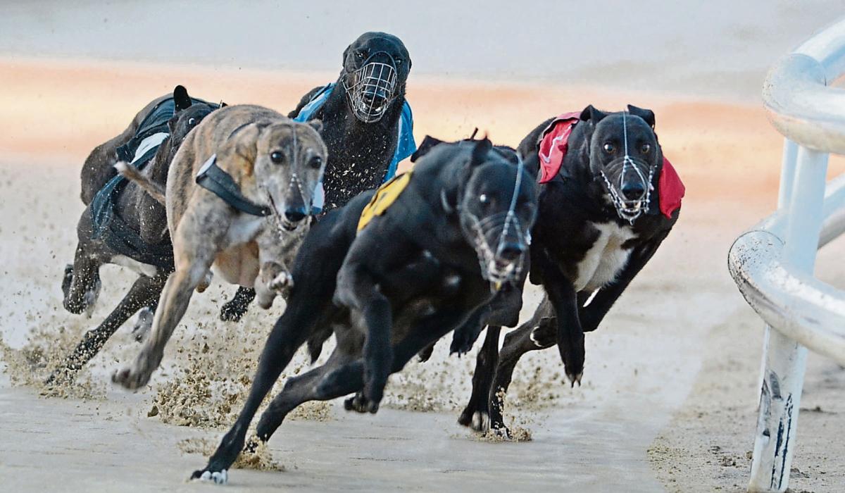 Free admission at Tipperary greyhound racing tracks this weekend ...