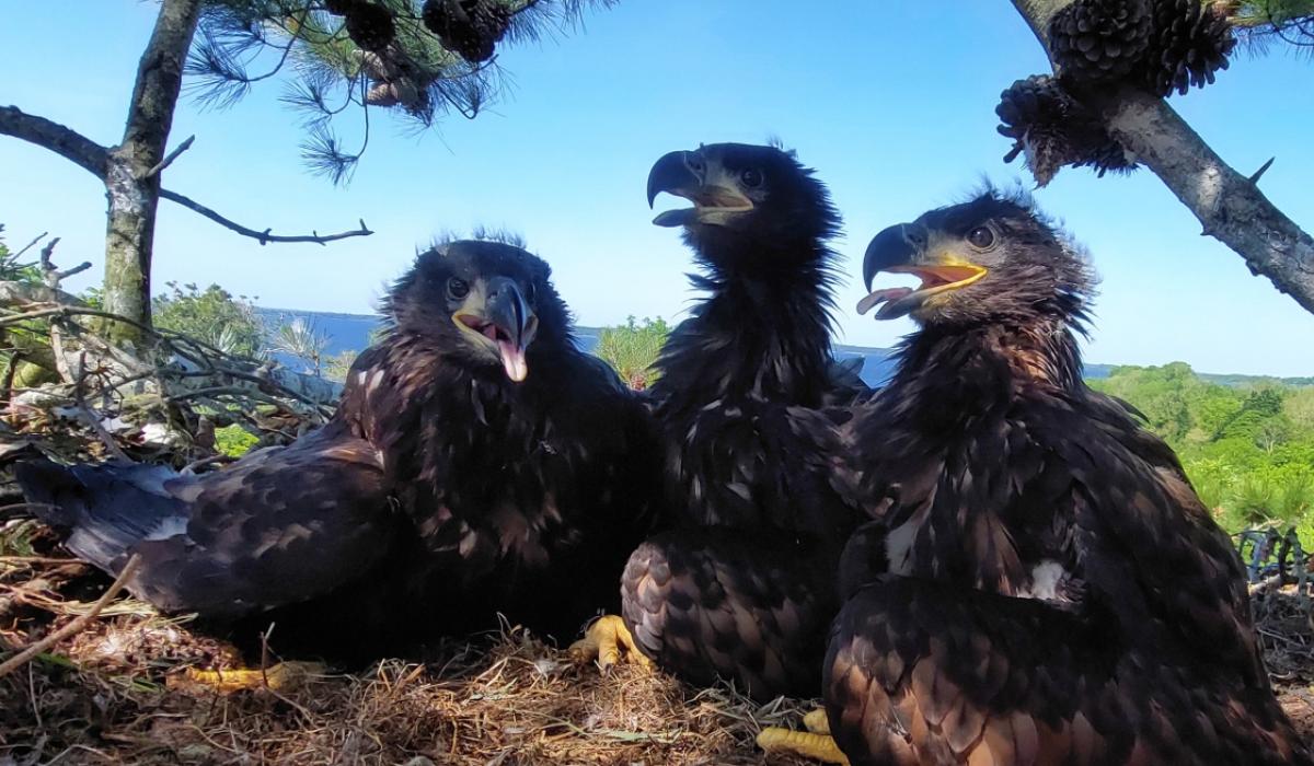Limerick man helps White-Tailed Eagle find love after four years alone ...