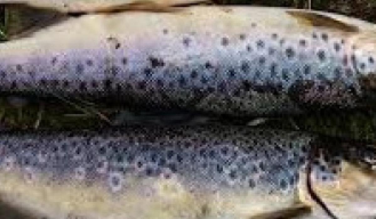 Ballina flooding leaves fish on lawns and buckled electric gates in ...