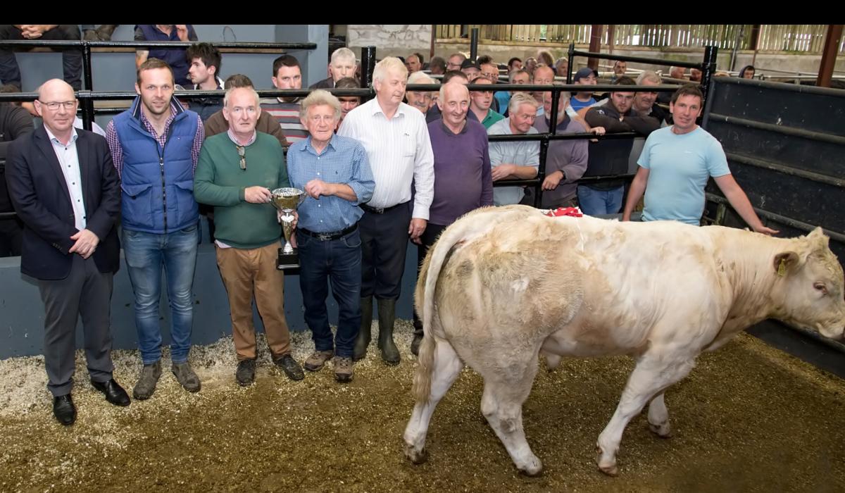 In Pictures: Cattle back in the ring as Abbeyfeale Mart reopens - Page ...