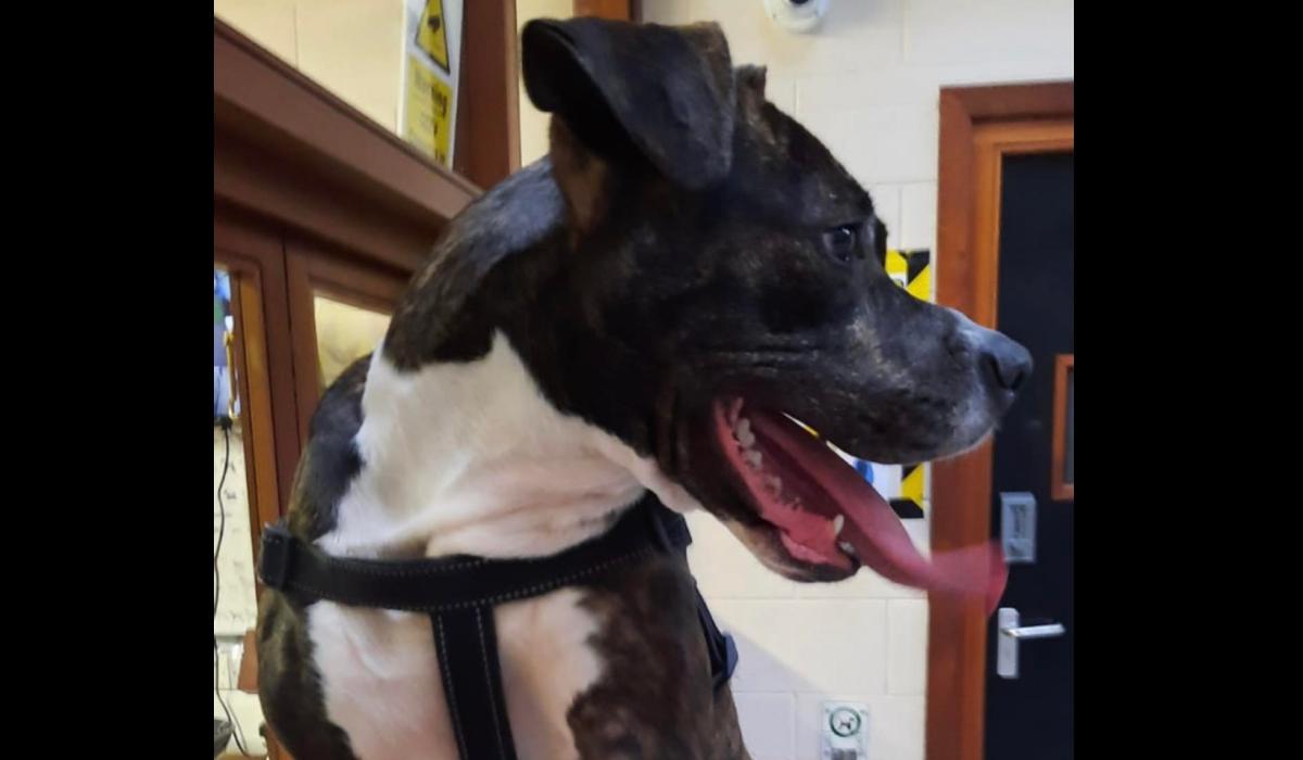 Louth County Council leading the way in dog control - Ireland Live