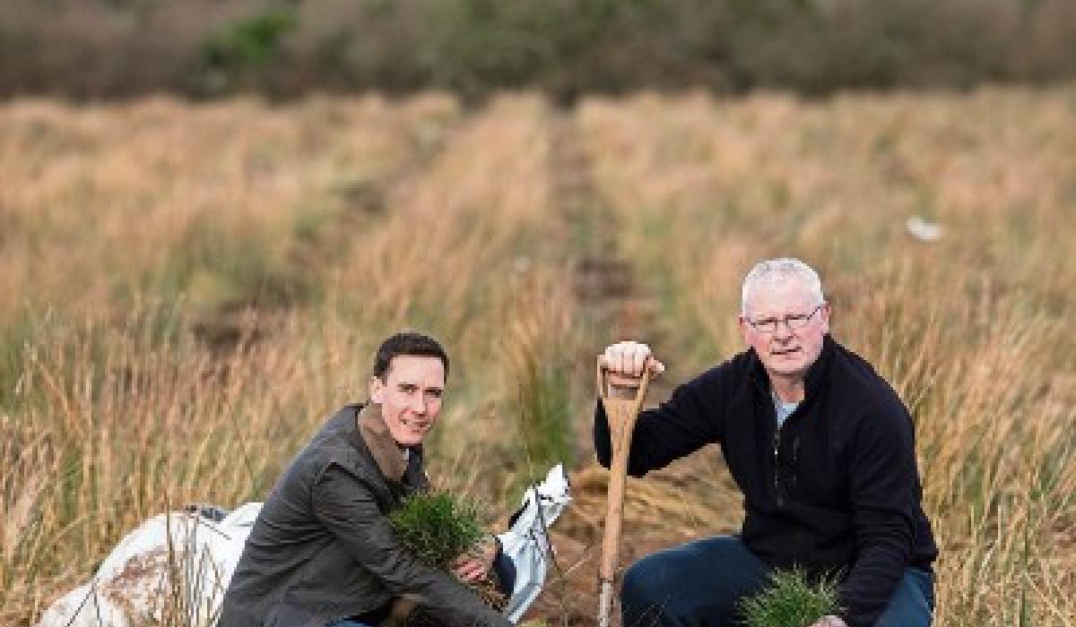 Plans revealed to plant 27,000 native Irish woodland trees across ...