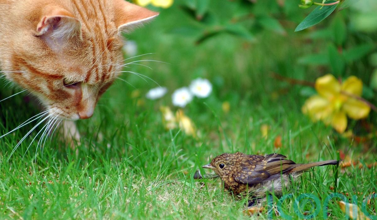 Citrus peel, bells and thorny plants: Expert tips to stop cats killing ...