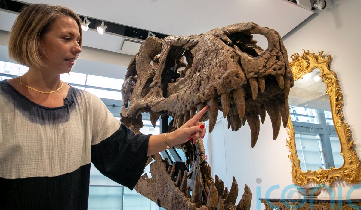 Maximus the T. rex’s skull predicted to fetch 15 million dollars at ...