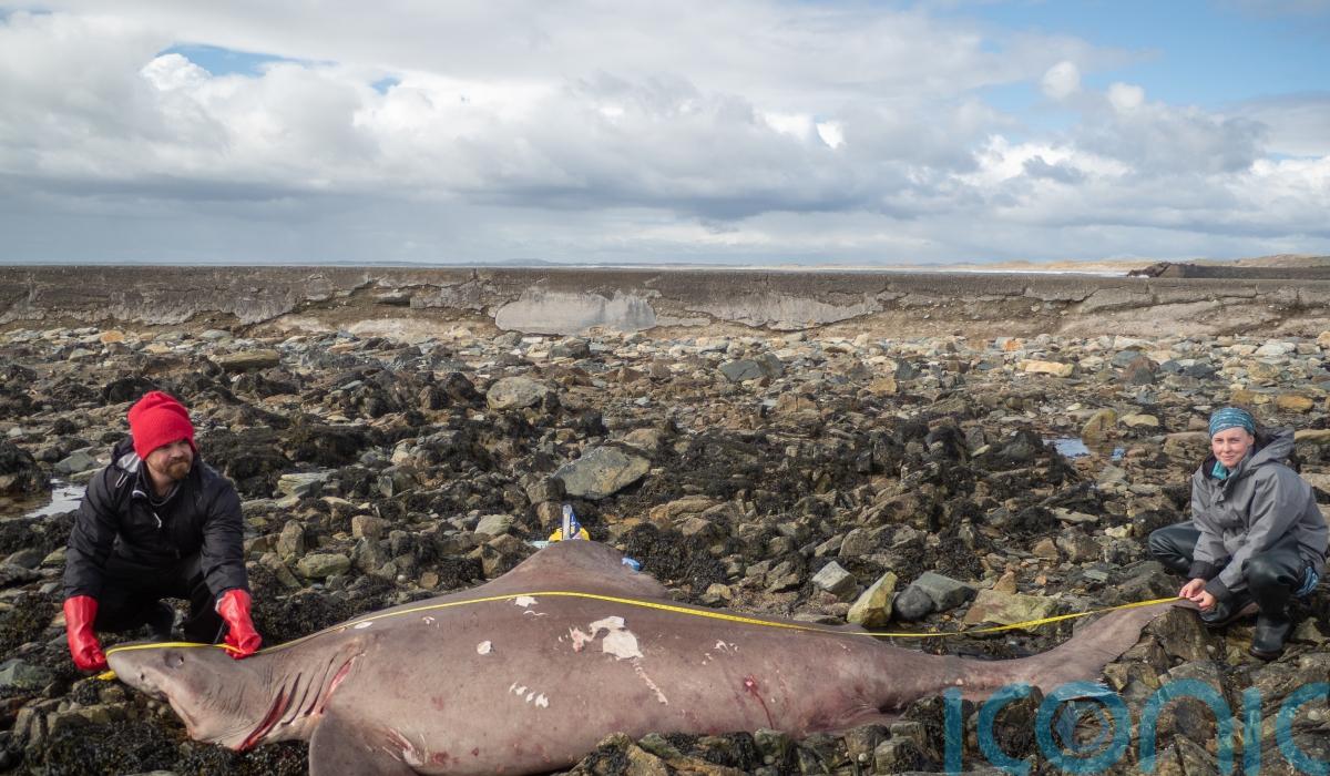 Scientist ‘couldn’t believe’ discovery of rare shark on Irish shore ...