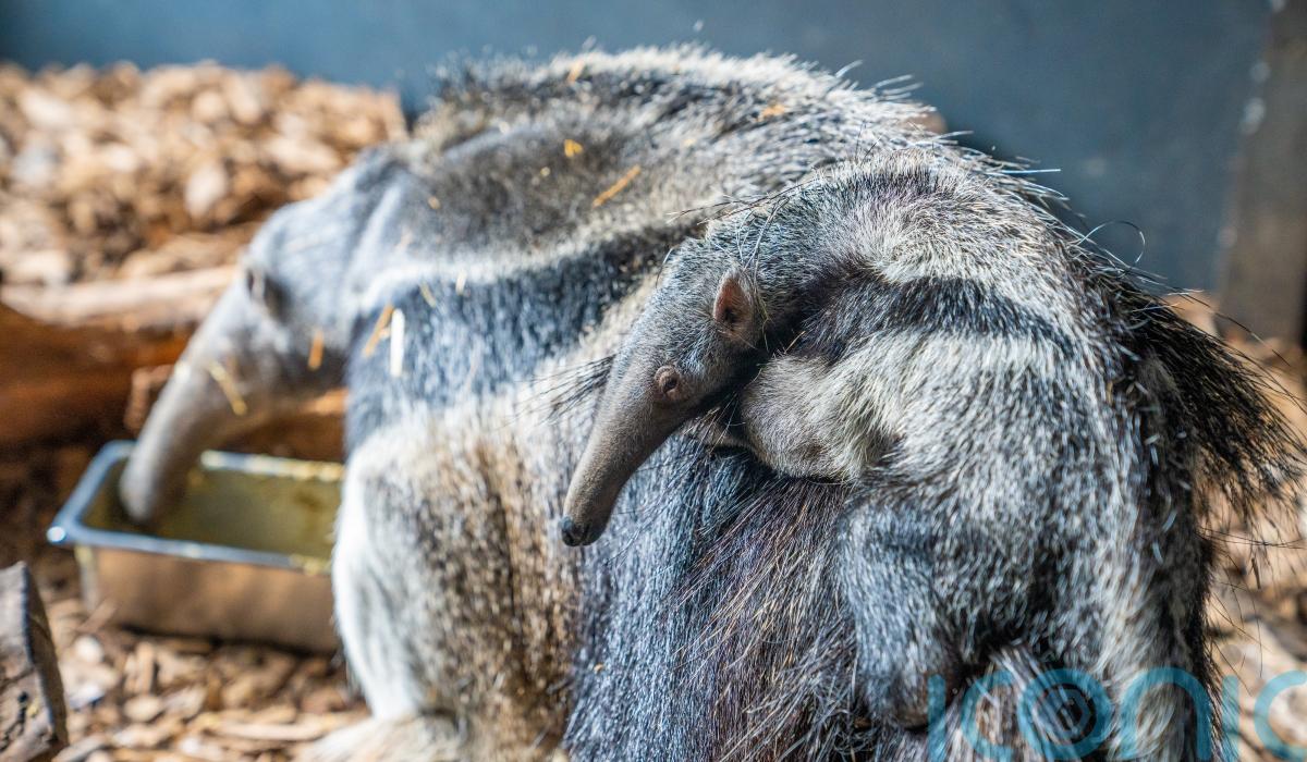 Rare anteater birth at Chester Zoo ‘incredibly positive news’ for ...