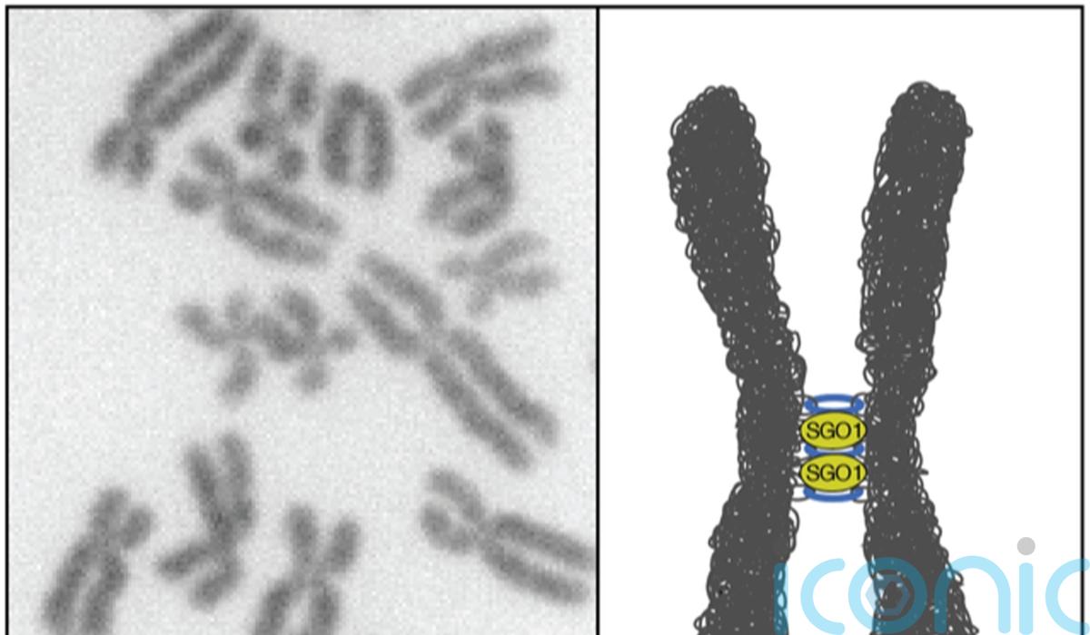 Scientists may finally have answer to how chromosomes get their X-shape ...