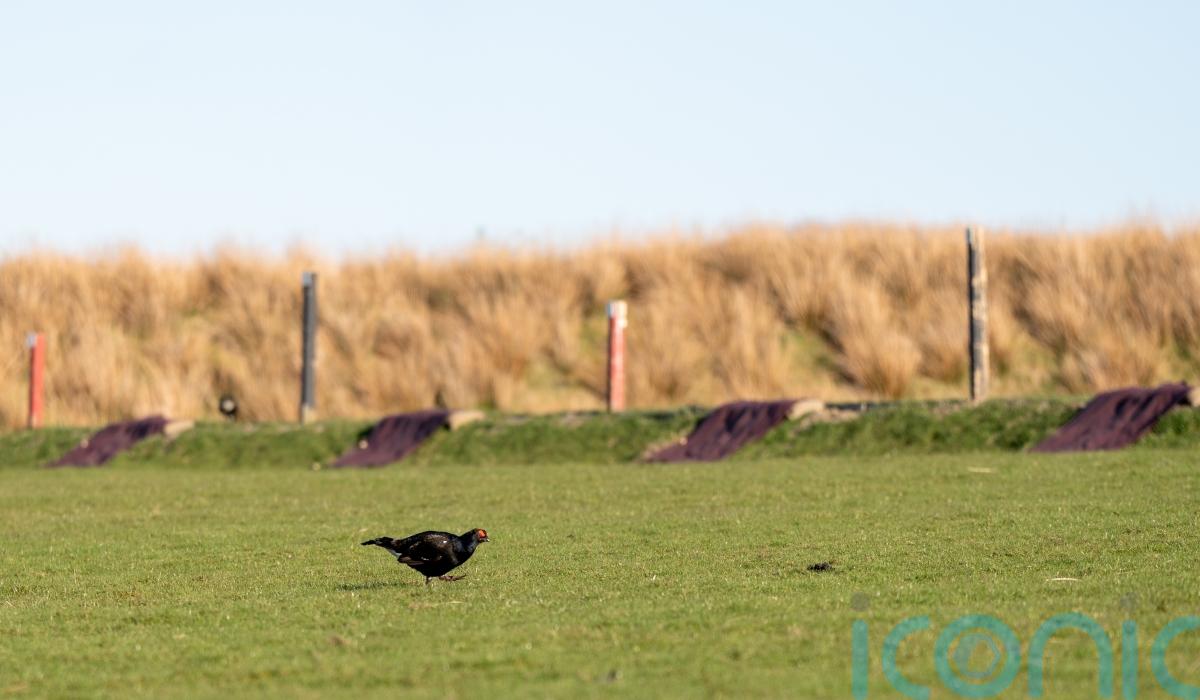 Footage shows endangered black grouse mating ritual on shooting range ...