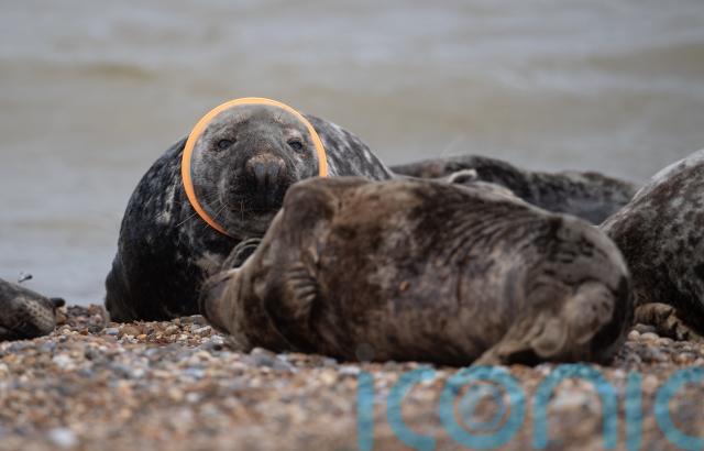 Council bans flying rings from its beaches to protect seals - Ireland Live