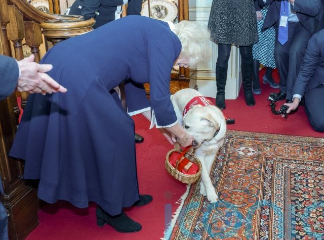 Queen urges greater use of medical detection dogs for conditions such ...