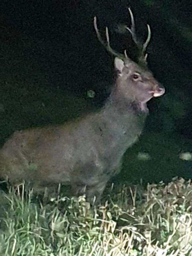 crazed deer
