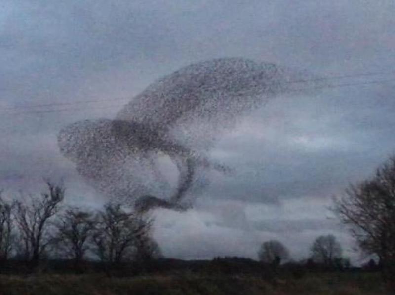Magical murmurations of starlings return to area of Kilkenny - Ireland Live