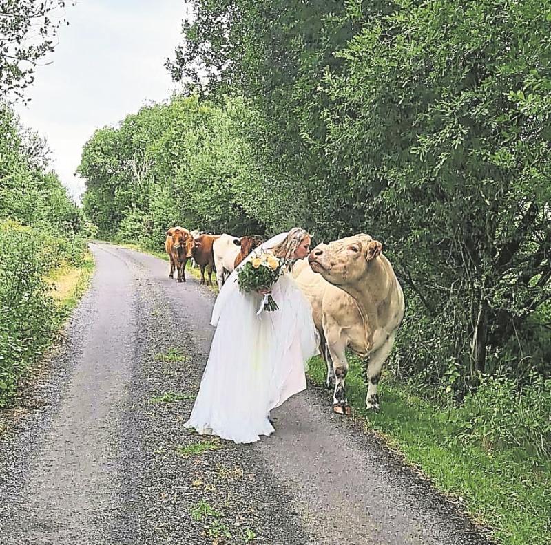 Beautiful bride meets kissing cow on wedding day in the Midlands ...