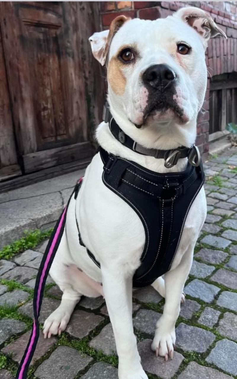 ‘Pandemic Pups’ are overwhelming animal rescues warns Donegal Animals ...