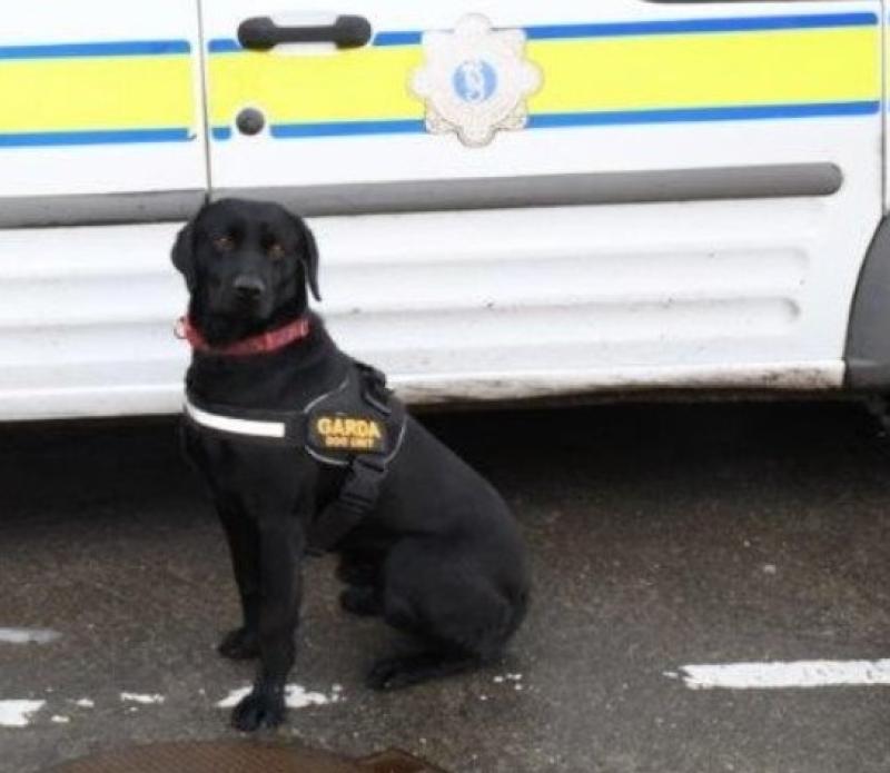 Approval for Garda Dog Handling Unit based in the Sligo Leitrim ...