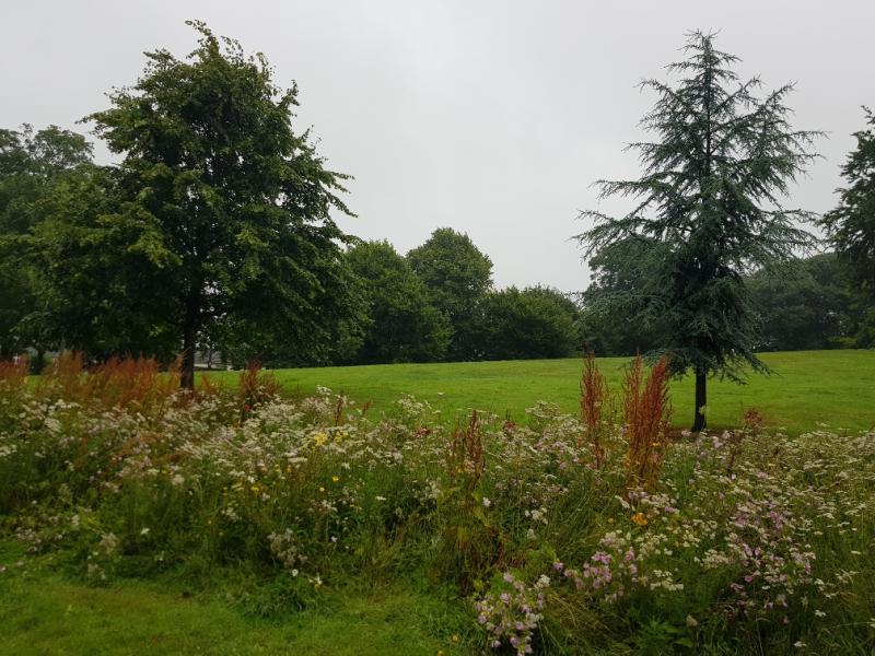 Ice House Hill in Dundalk in bloom ahead of 2023 An Taisce Green Flag ...