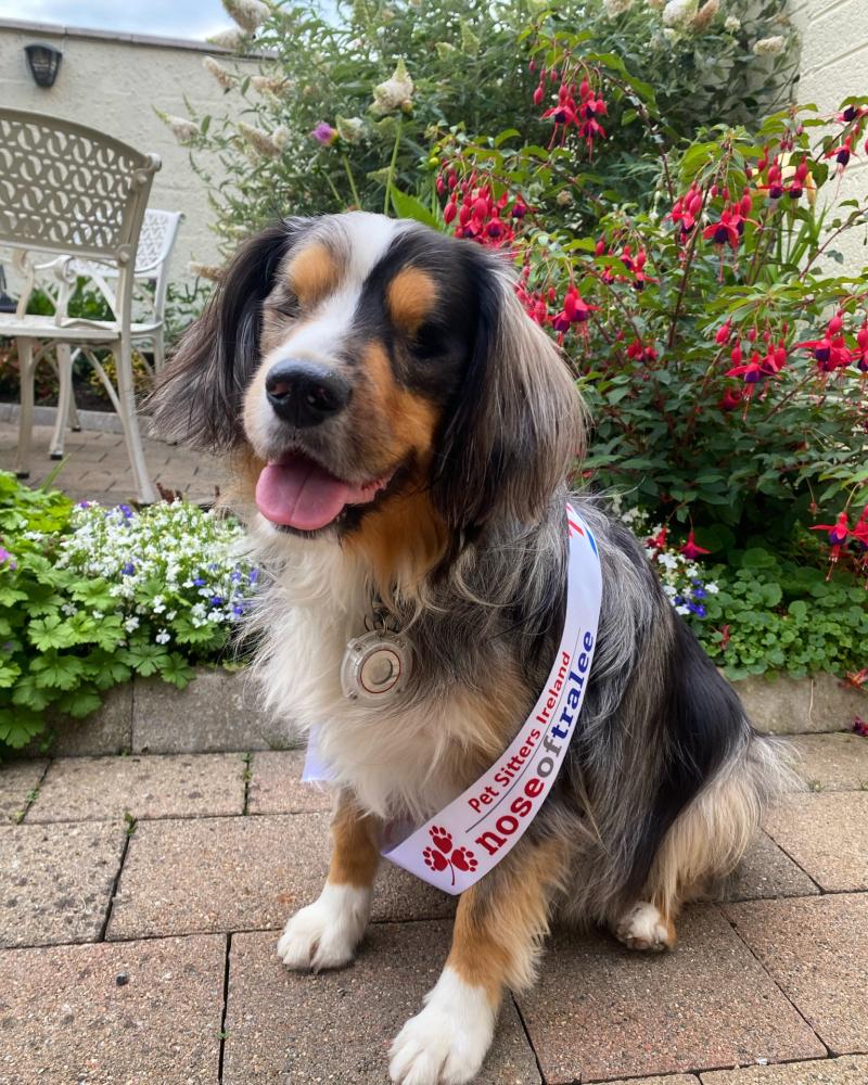 Dundalk dog named Louth 'Nose of Tralee' - Ireland Live