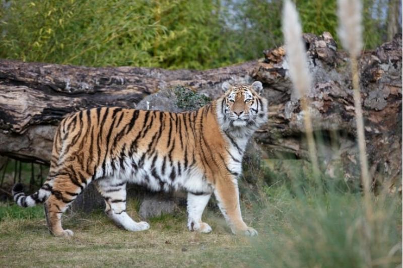 Emerald Park celebrates World Tiger Day this Saturday - Ireland Live