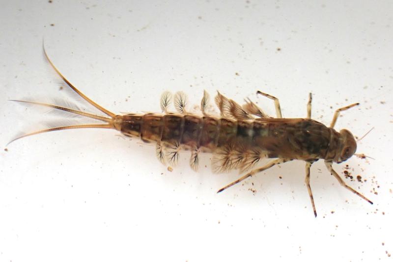 First official recording of 'Siphlonurus Lacustris' in Kilkenny ...