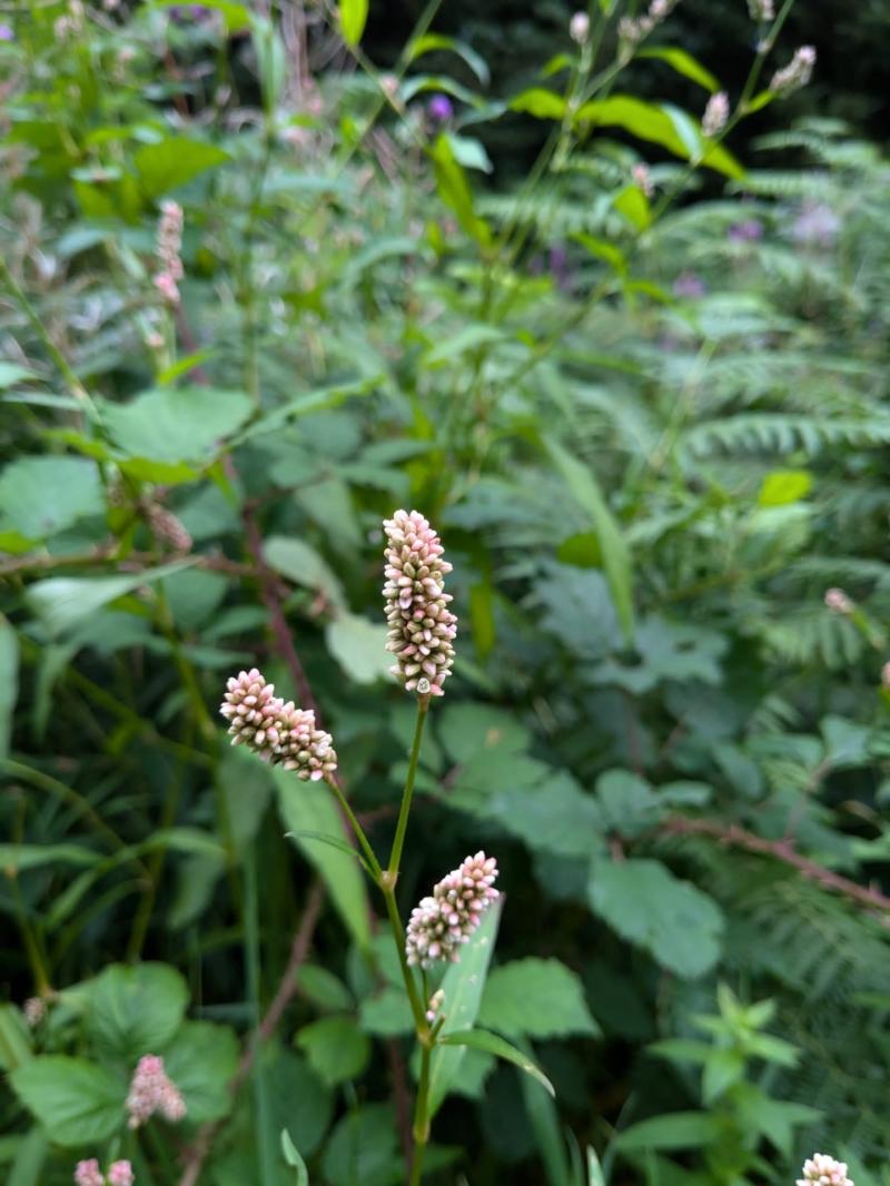 Kildare Wildlife Watch: Redshank is also known as ‘Lady’s Thumb ...