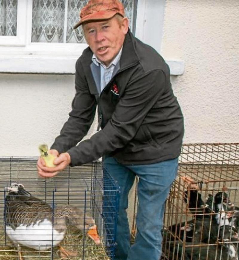 Offaly farmer hails his 'record-breaking' goose - Ireland Live
