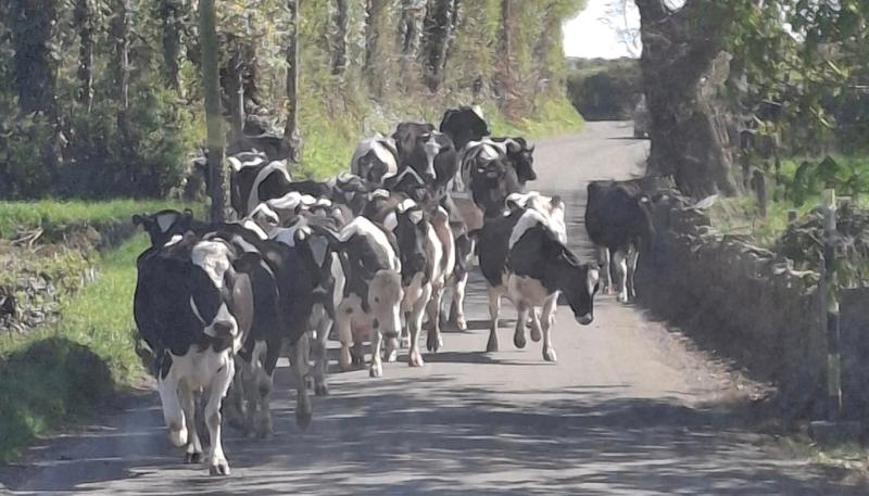 'Udderly Lost': Mystery cows in Tipperary wandering rural road sparks ...
