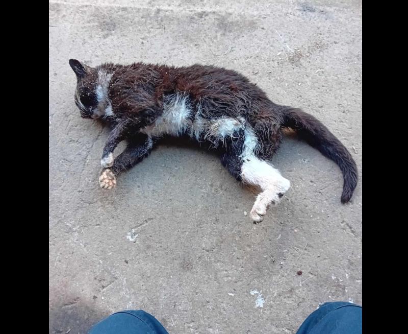 Family left devastated as much-loved pet mauled to death by hunting ...