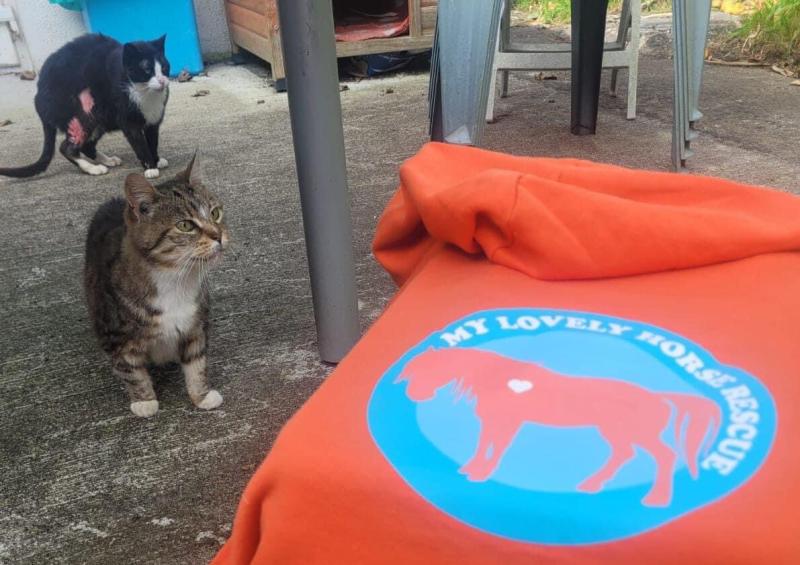 Purr-fect Kilkenny cat rescue - Ireland Live