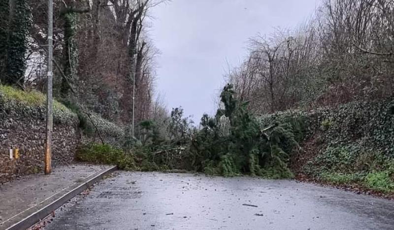 Tree blocks road near gates to Limerick school - Ireland Live
