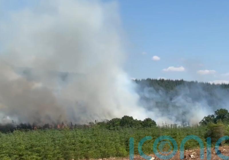 Firefighters continue to tackle forest wildfire - Ireland Live